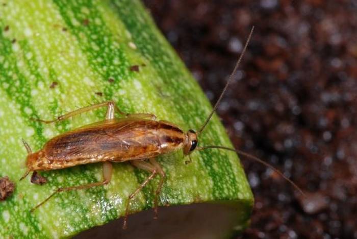 Žohari - sinantropni štetnici